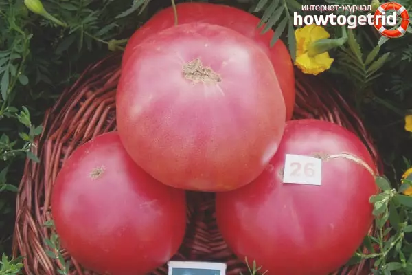 Nagtubo nga Tomatoes Robinzon