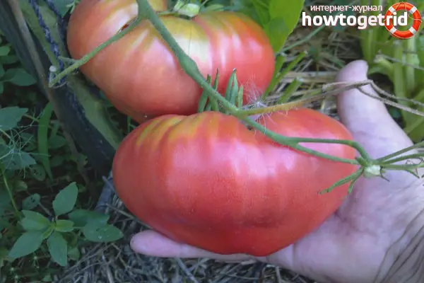 Sueño rosa de tomate