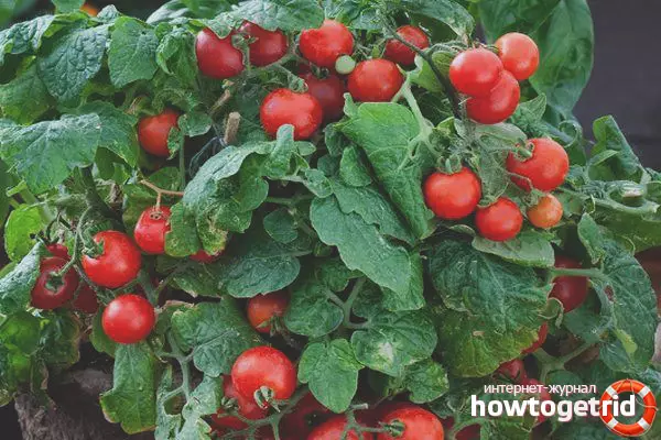 Tomate rouge robin