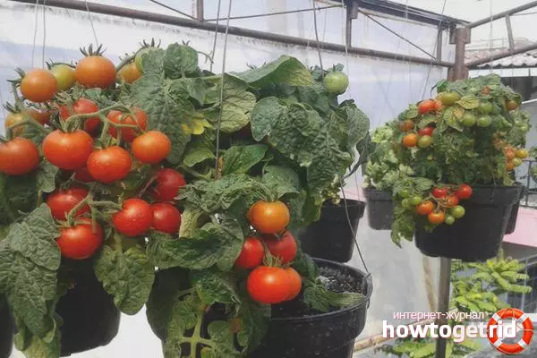 Tomates en croissance rouge robin