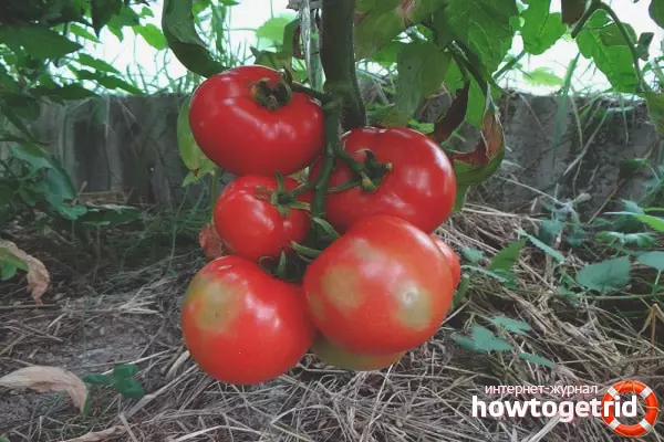 Apple Paradise Tomato.