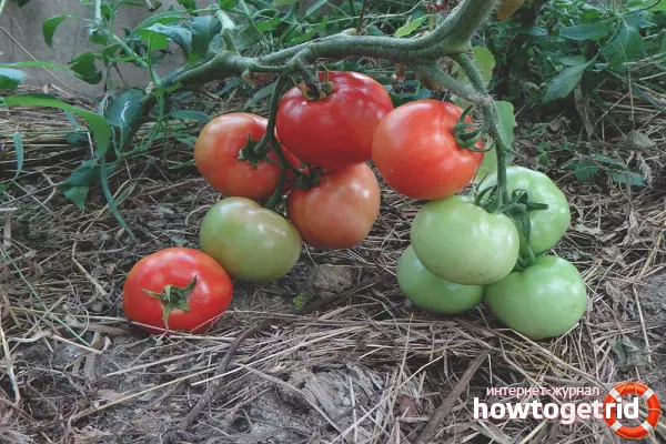 Tomaten Grad Paradäis Apple