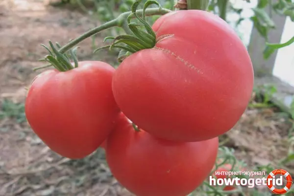 Features vu wuessend Tomaten flaming Häerz