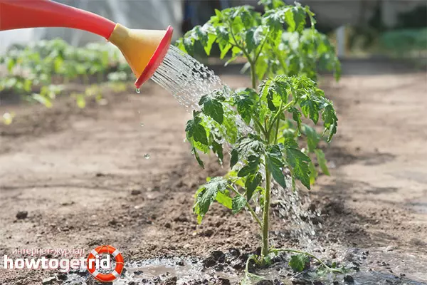 Características del cuidado de los tomates corazón llameante.