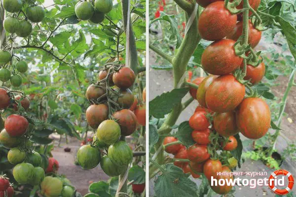 Vol rayé en croissance de la tomate