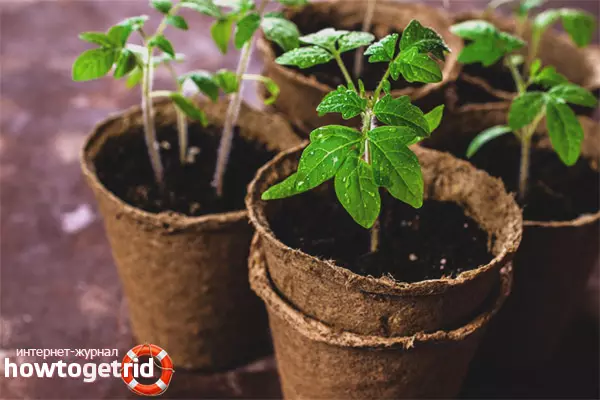 Cultivo de mudas de tomate Podcinskoye milagre