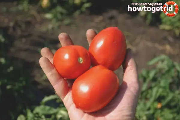 Tomato Bonapart F1 - Beschrijving en kenmerken van de variëteit