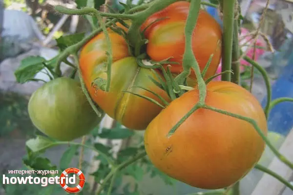 Tomates crecientes de cuento de hadas persa