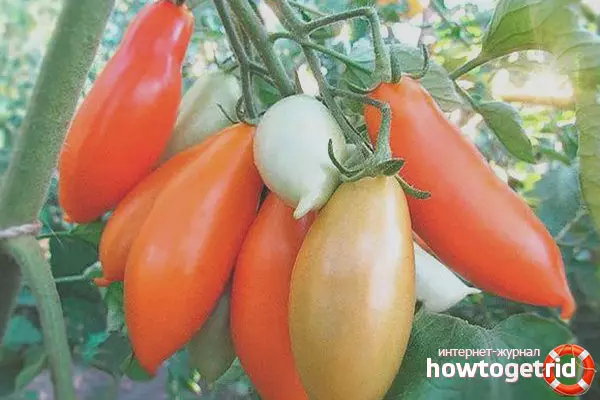 Tomate palmyra.