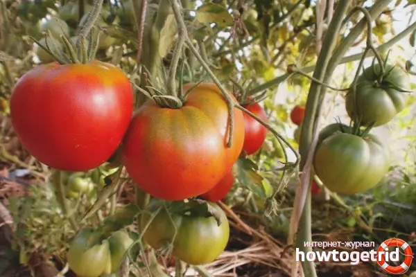 Tomato Padishah