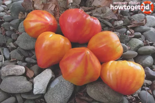 Tomates grade orange russe