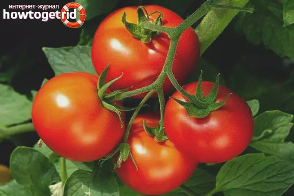 Features vun der Kultivatioun vun Tomaten Nevsky