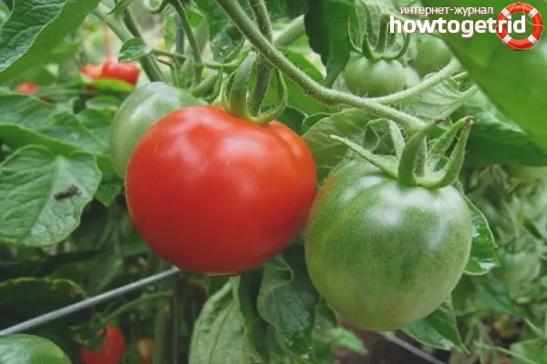 Die Vorteile der Vielfalt der Tomaten Micah