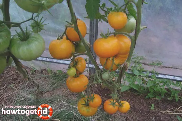 Cuore di miele di pomodoro