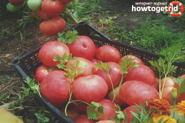 Kreskantaj tomatoj Rasp Ozharovsky