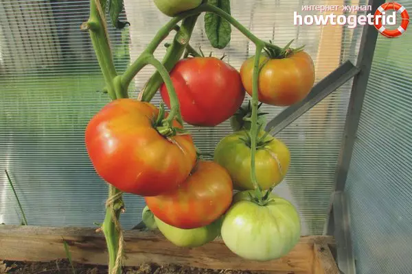 Tomato mjedër Natsoj - Përshkrimi dhe karakteristikat e varietetit