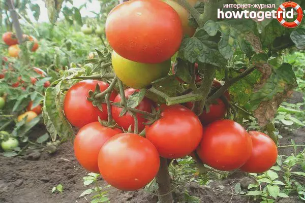 Tomato zhizha rinoshungurudza.