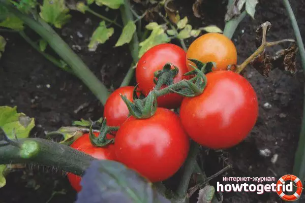 O cultivo de tomates leningradsky cru