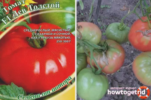 Tomate lehoi tolstoia