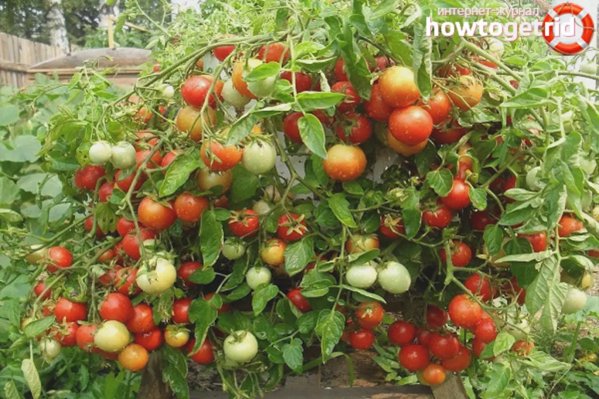 Geleira crescente de tomates.