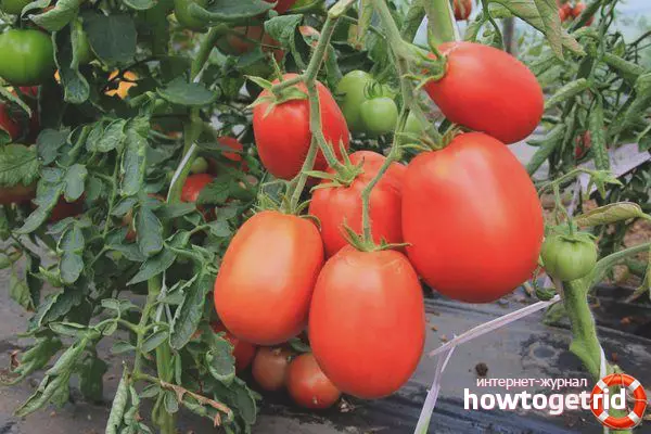 Tomaten die bloed groeien Mary