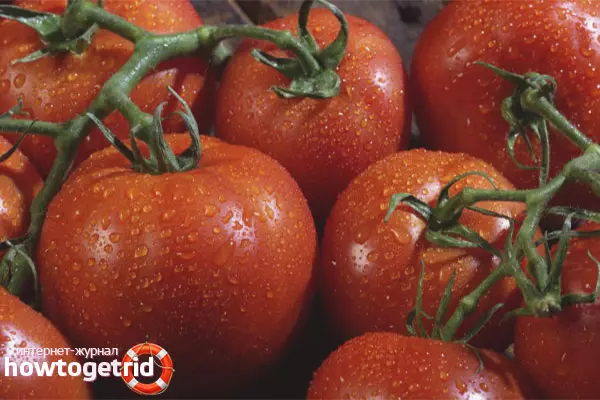 Creu tomatos Catherine F1