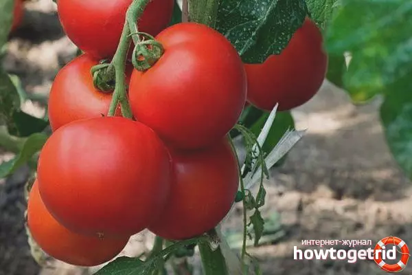 Capitaine en croissance de la tomate F1