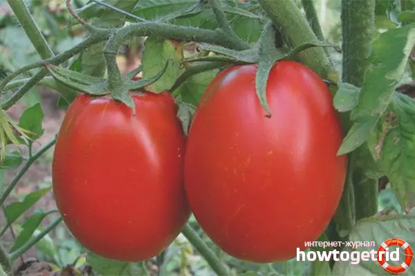 Tomato Cadet