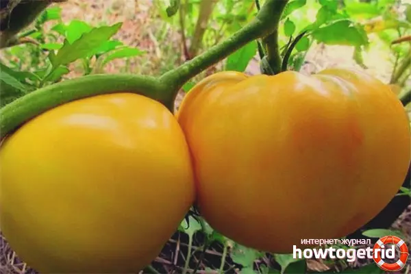 Tomato Growing Yellow Giant