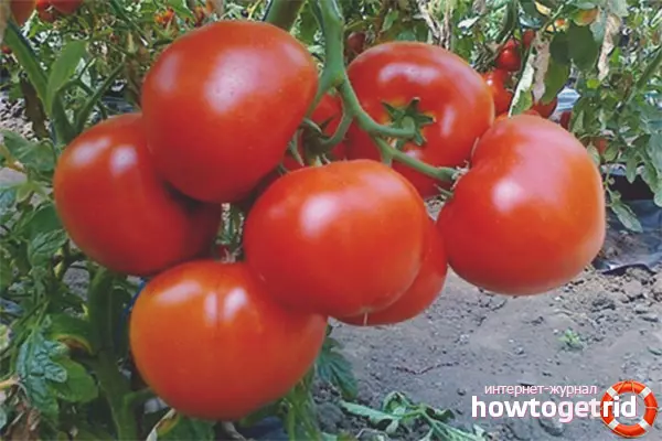 Tomato Ekaterina