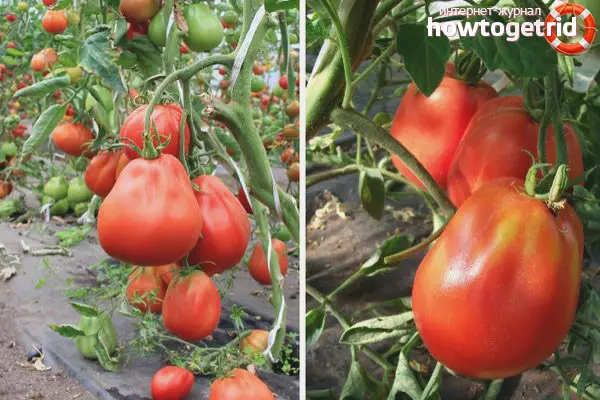 Tomato inobereka nyika crust