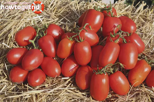 Tomato Dino