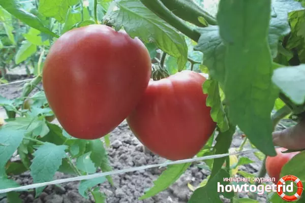 Tomate Donna Anna