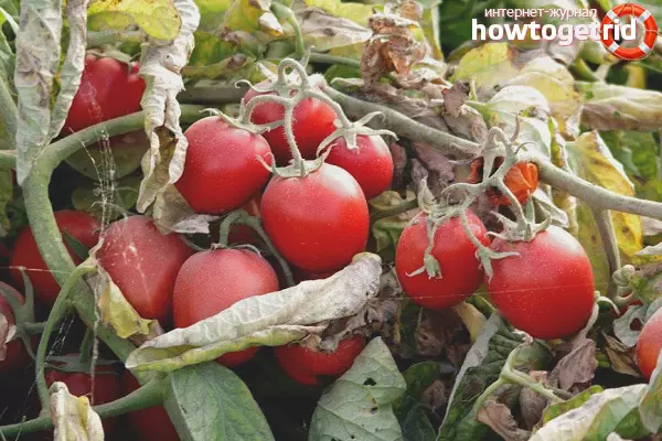 Nlekọta Tomato Donna Anna