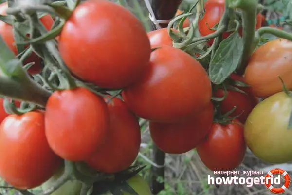 Tomate Darenka.