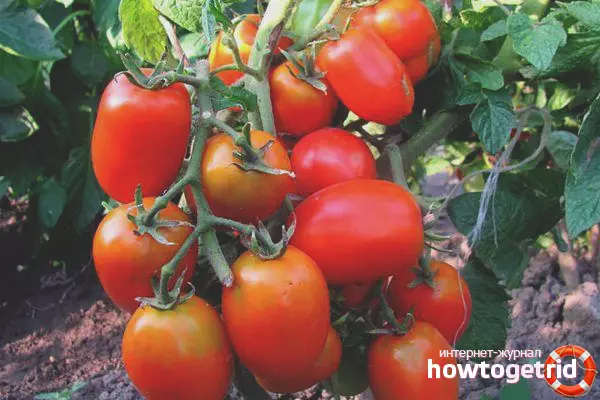 Como crescer e cuidar de tomates de Darenka