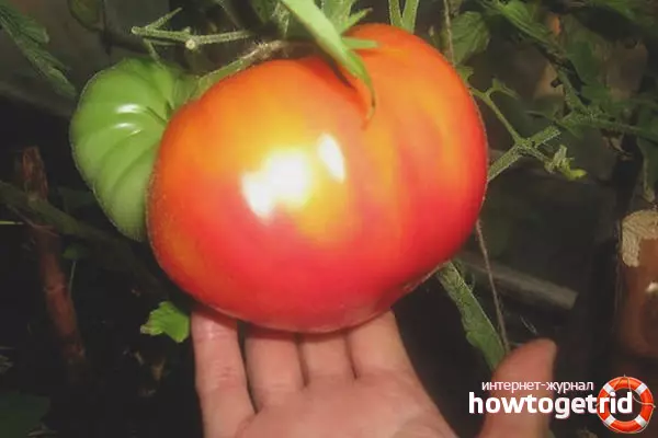 Tomaten grapefruit in gesloten grond