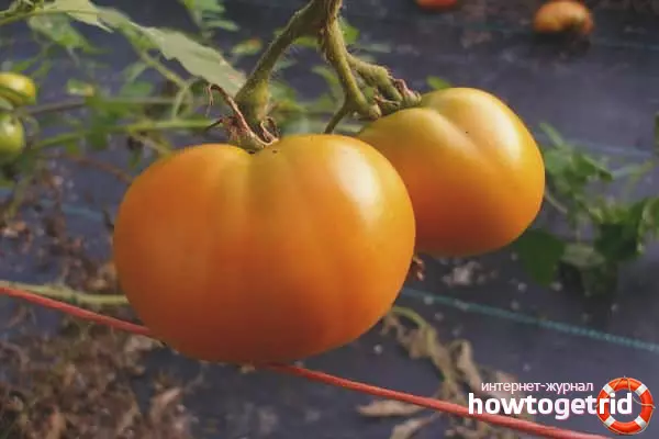 Tomato Count Orlov