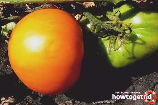 Comment faire pousser des aigles graphiques de tomates