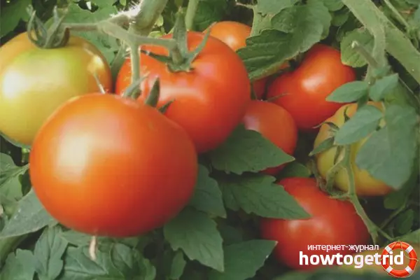 Tomato Dwarf.