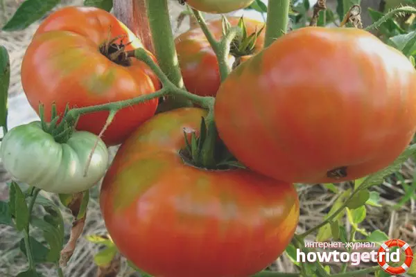 Tomate Lopatinsky - Descrición e variedade Características