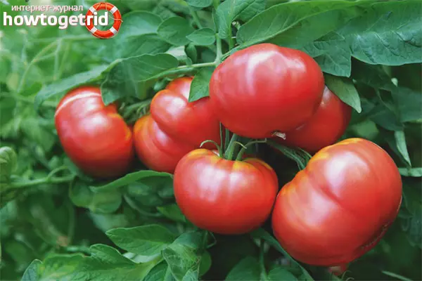 I-Tomato vimelaz