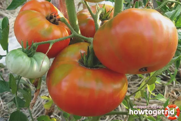 Tomato Pag-atiman sa Imong Pasidungog