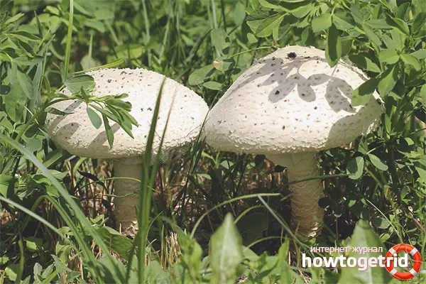 Amanita Wittadini.