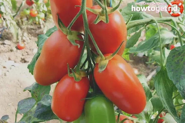 Tomato Apollo