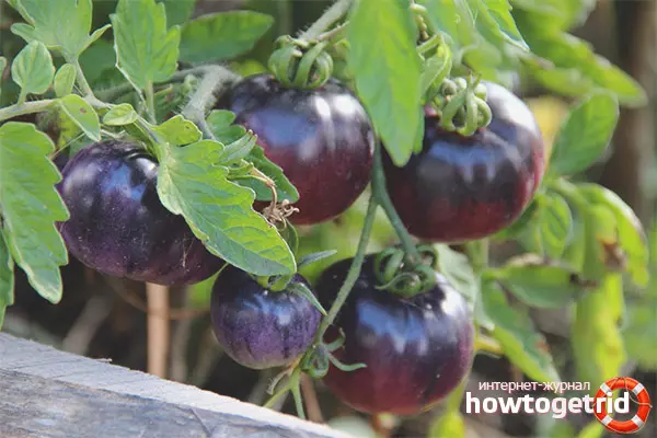 Tomato Care Amethyst Jewelry