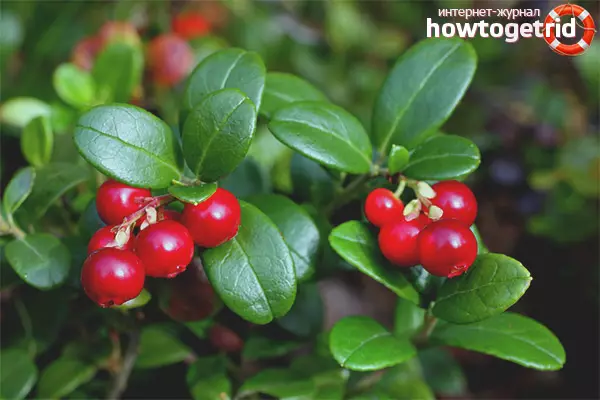 Wéi hëllefräich Lingonberry Blieder