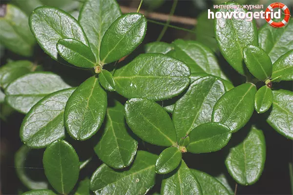 La composición y el uso de la hoja de lingonberry.