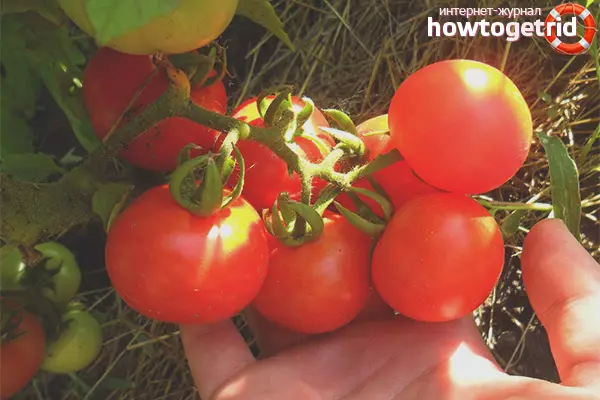 Zvakavanzika zve goodhi yakanaka yeTomato Alaska