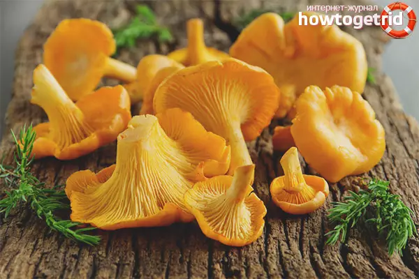 כיצד להסיר את הטעם המר ב chanterelles לאחר הקפאה